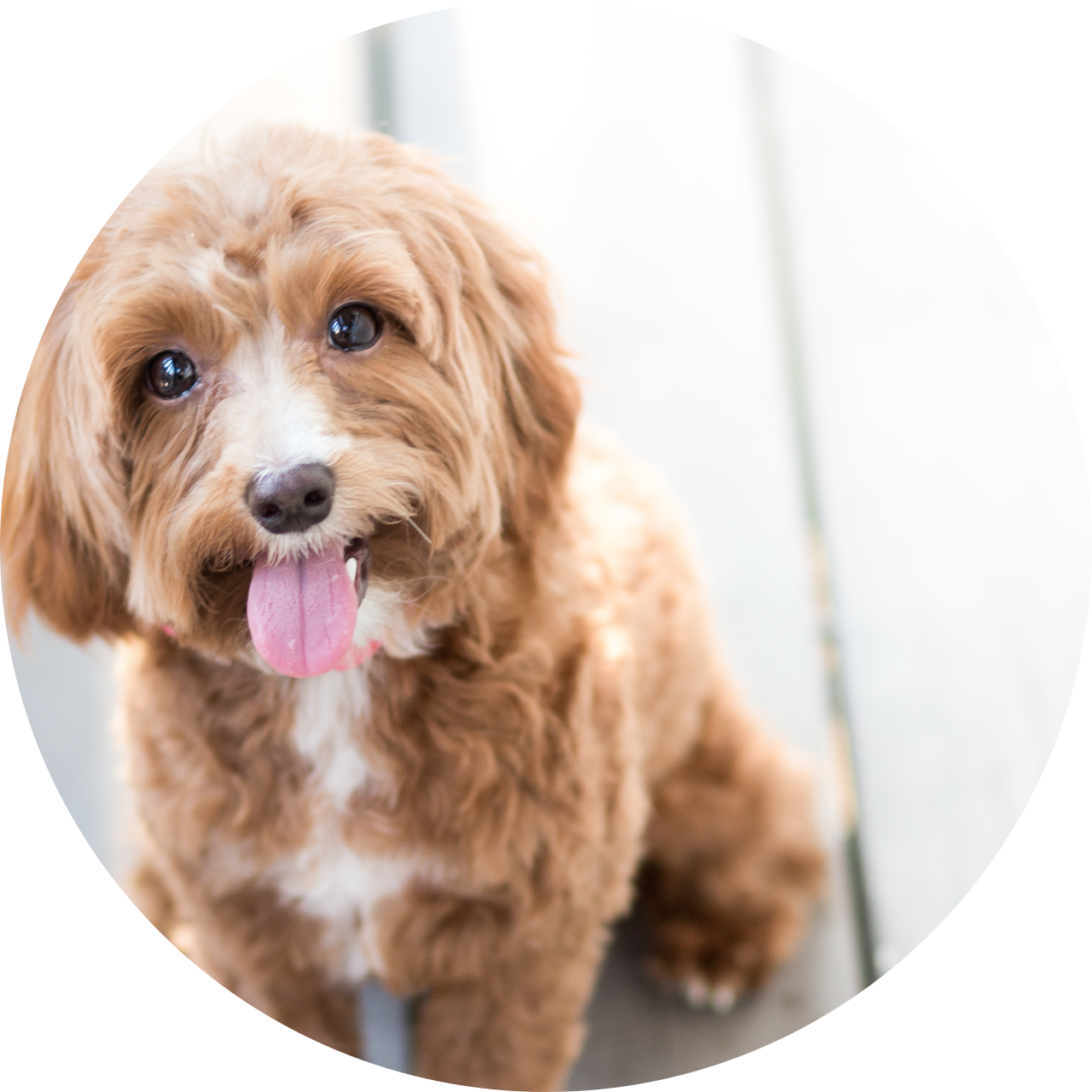 Find A Pet Name Pet Birth Certificate Pet Adoption Certificate Find A Pet Name Pet Birth Certificate Pet Adoption Certificate